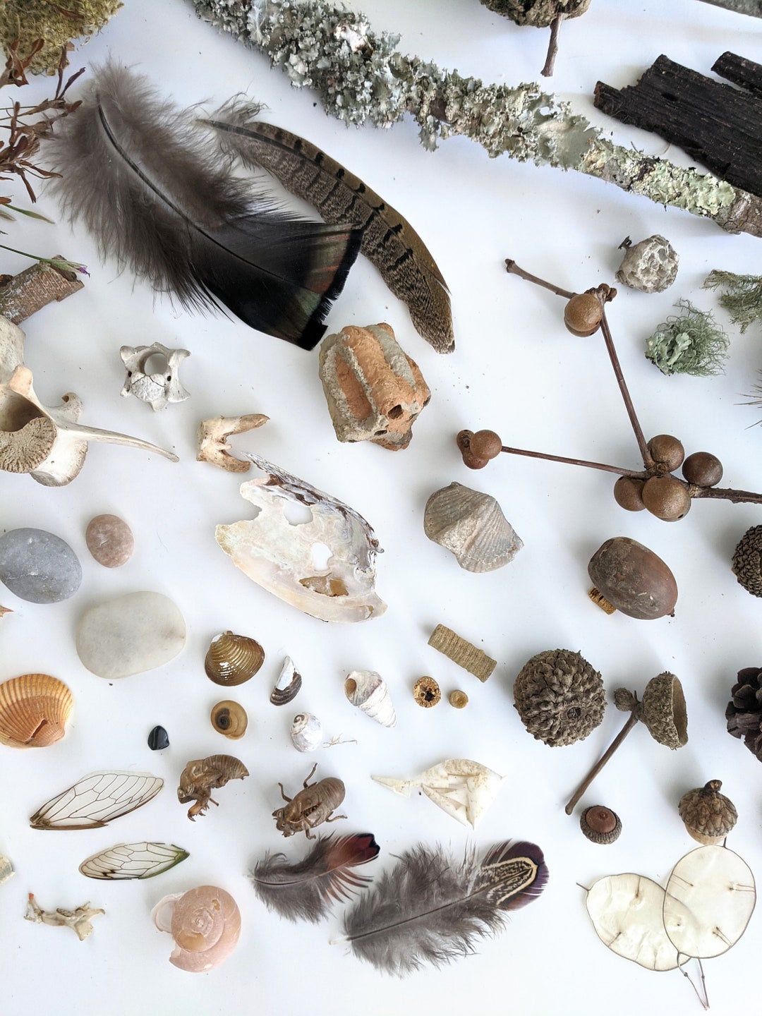 Nature Discovery Set, Nature Curiosities, Nature Box, Natural History ...