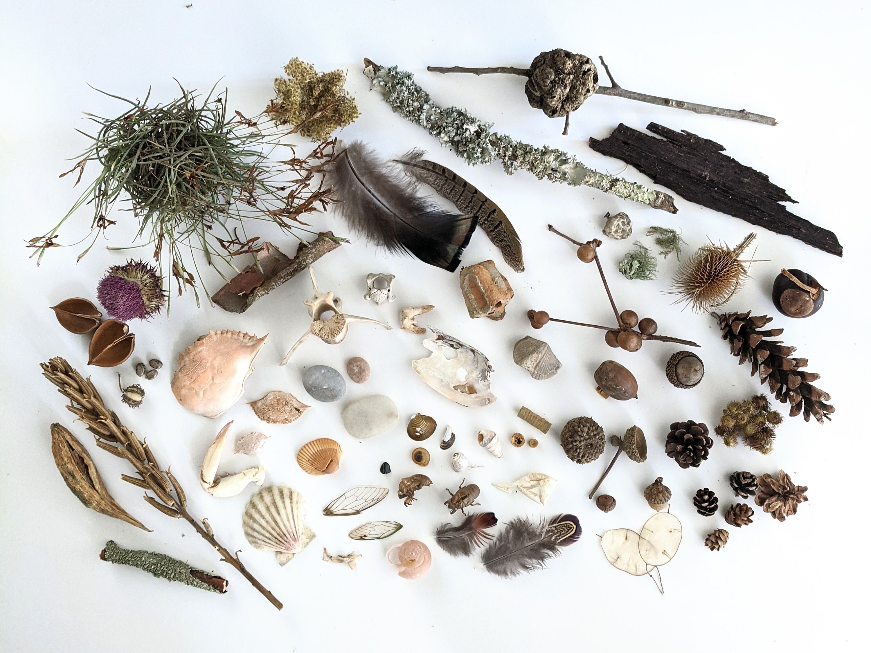 Nature discovery for kids - babeslomi