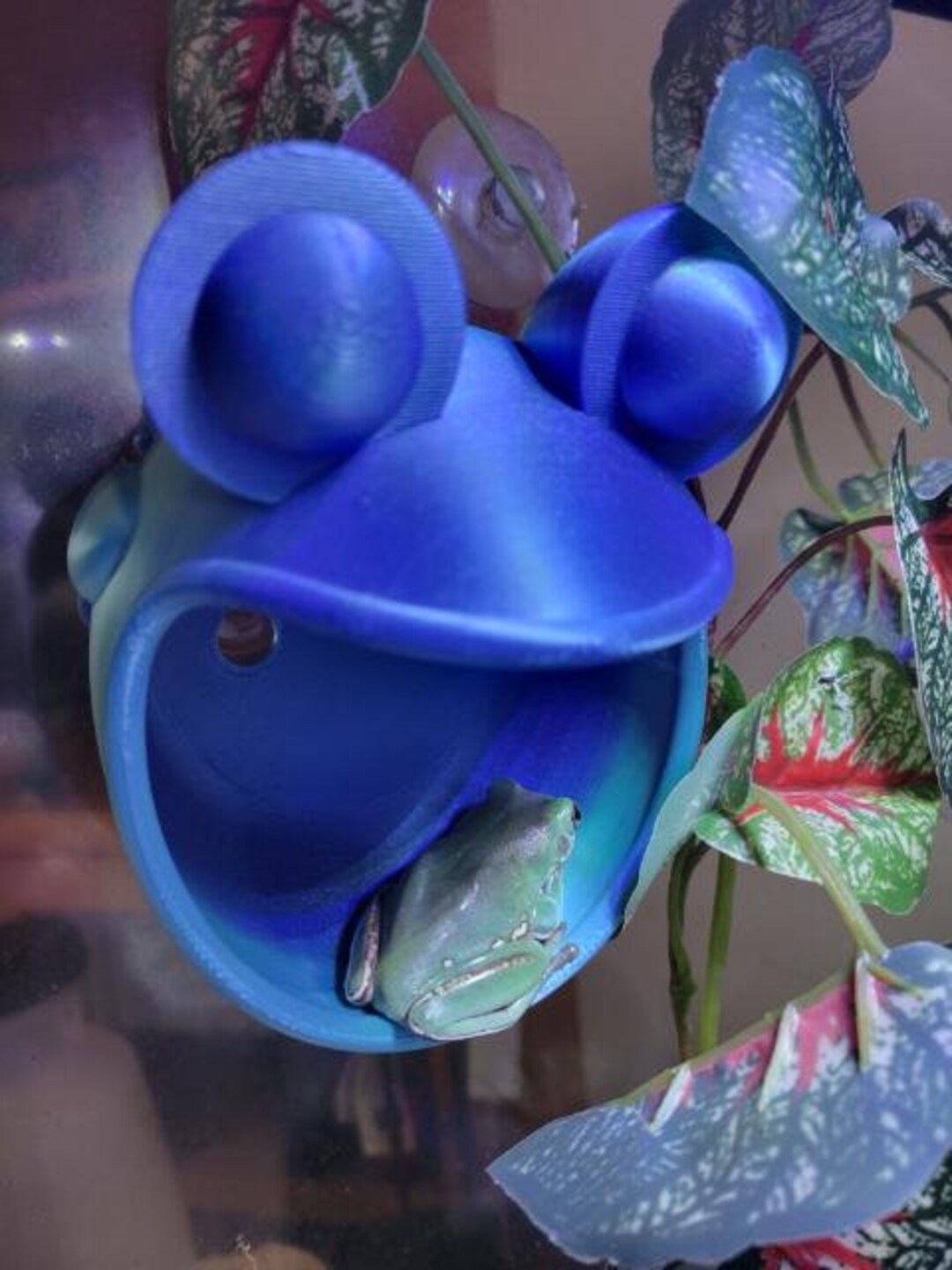 Frog Hide With Suction Cups - FREE SHIPPING - Etsy