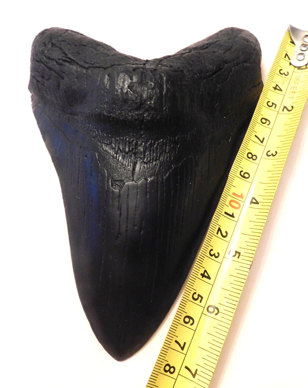 Huge Megalodon Shark Tooth 7 X 4 7/8 Monster Shark Tooth Replicated to ...