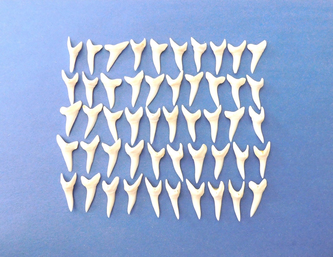 Authentic / Big Lot of 50 1 1/4" Mako Shark Teeth / Whole Sale Price ...