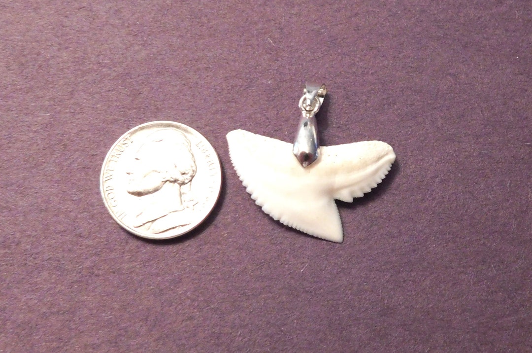 Authentic / Large 1 1/16" Tiger Shark Tooth With Bail for A Necklace ...