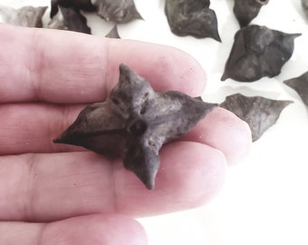 Devil Pod Nut - Etsy