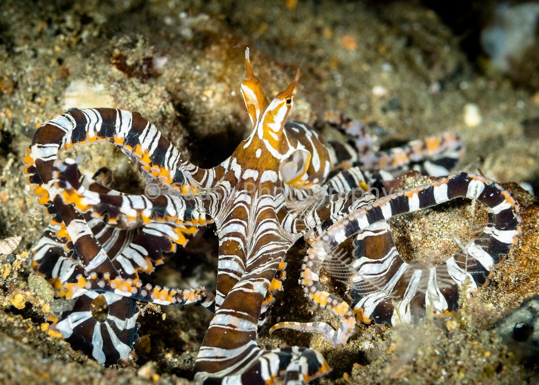 Wunderpus is a 5x7 Photograph of a Wunderpus Octopus With an 8x10 Mat ...