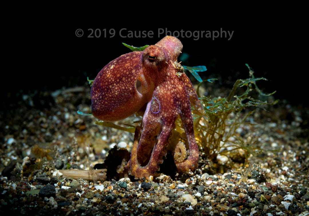 Awaiting Goliath is a Sea Life Photograph of a Poison Ocellate Octopus ...