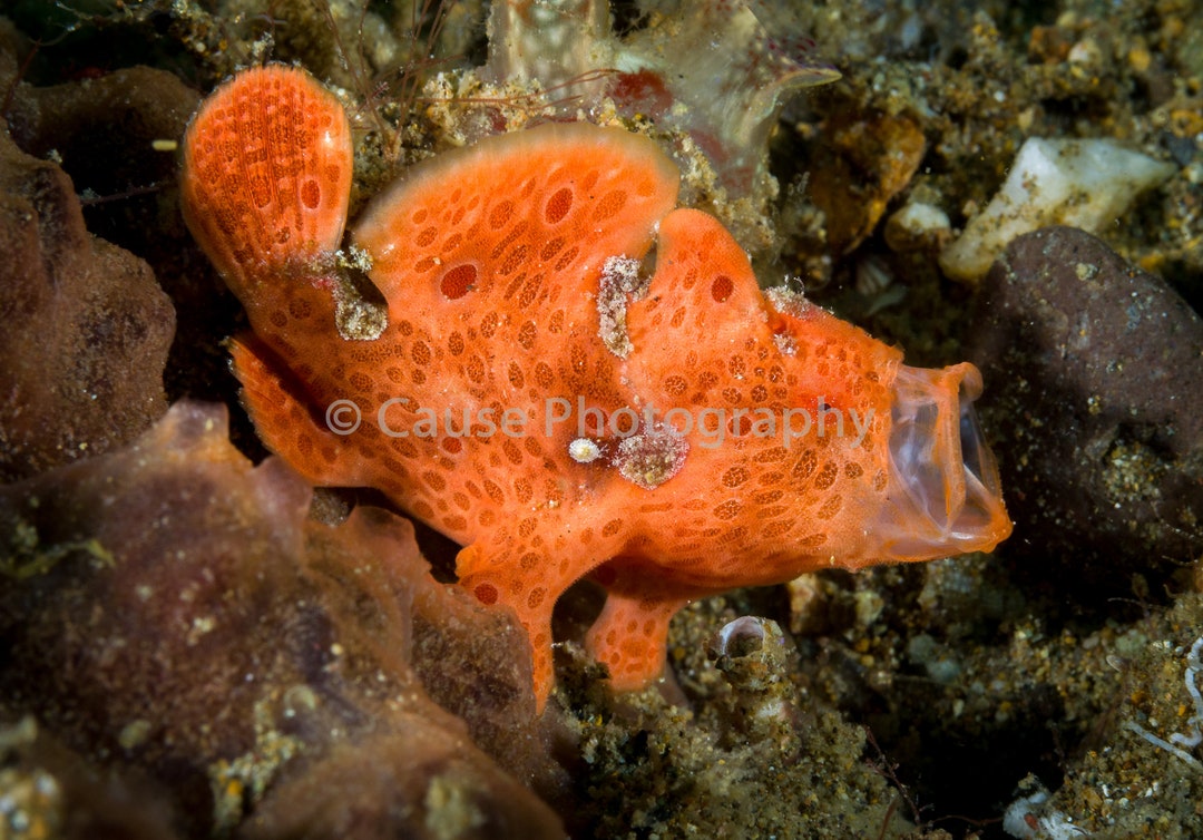 Big Yawn a Frogfish Sea Life Photograph With an 8 X 10 Double Bevel Mat ...