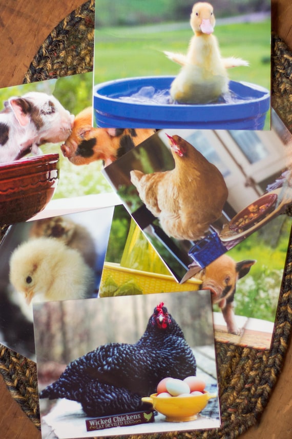 Farm Animals Notecards Set of 10 Assorted | Etsy