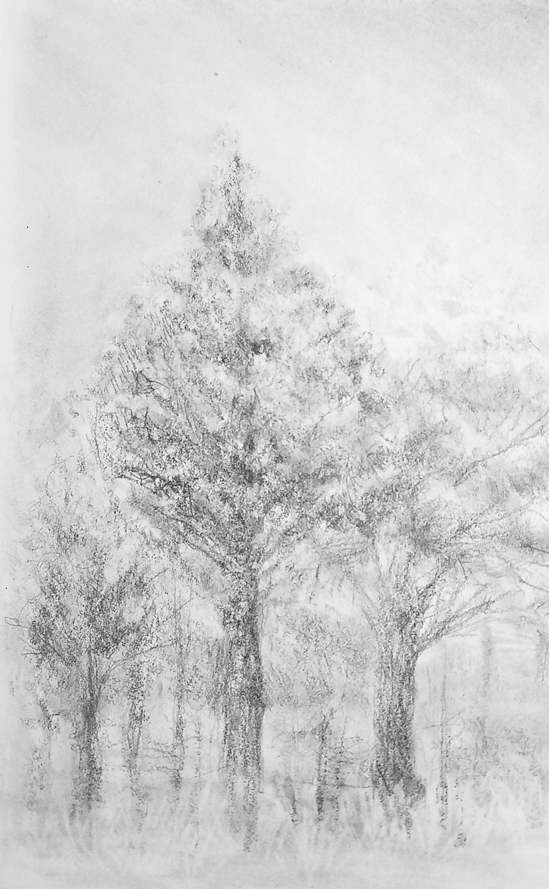 Forest View / Original One of a Kind Pencil on Paper - Etsy