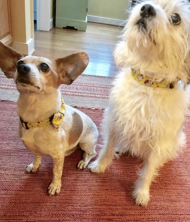 Yellow Chicken Dog Collar Chicken Dog Collar Chicken Pattern | Etsy