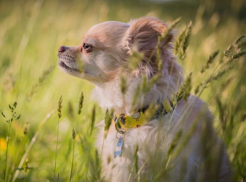Yellow Chicken Dog Collar Chicken Dog Collar Chicken Pattern | Etsy