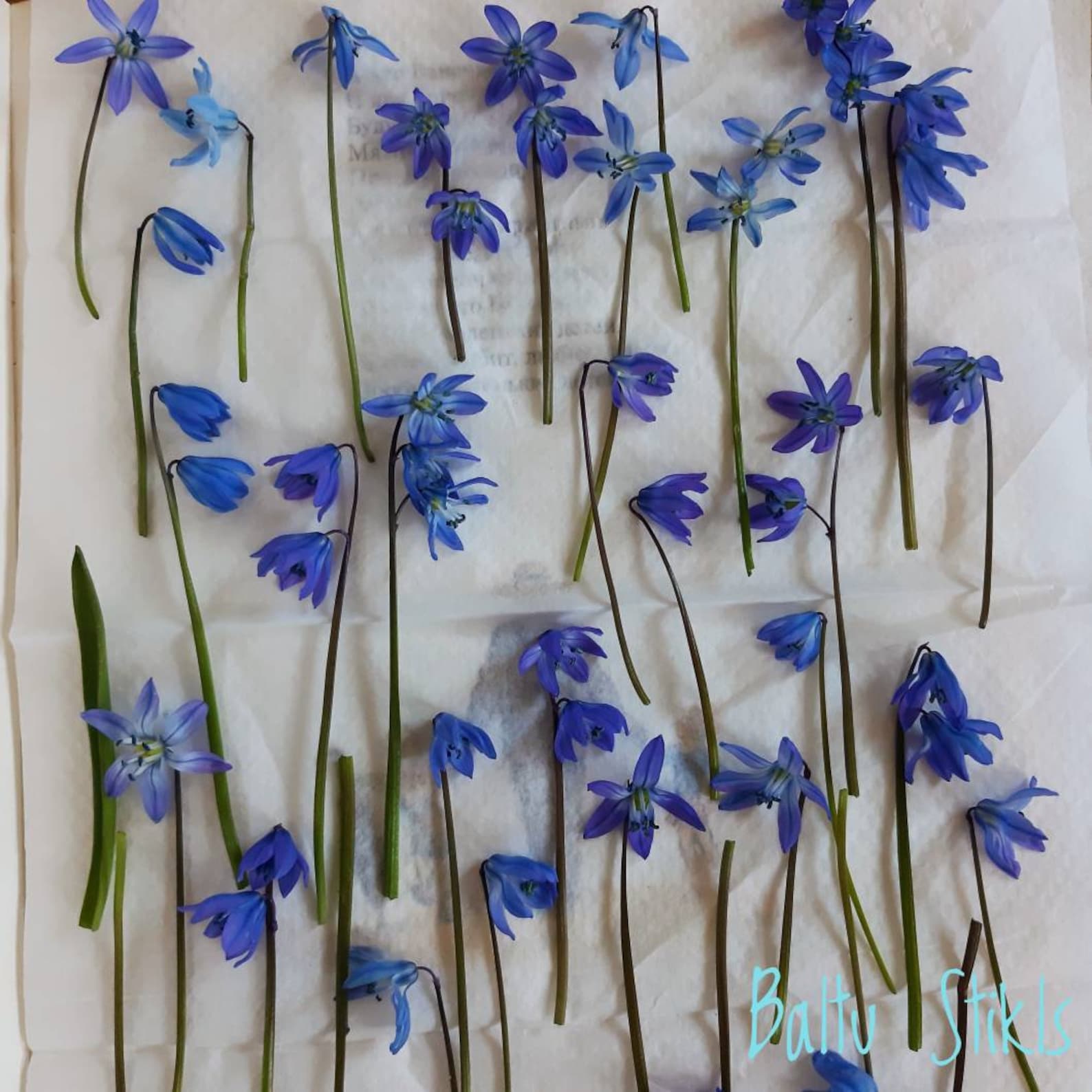 Pressed Blue Flower in Glass Frame Herbarium Dry Plant | Etsy