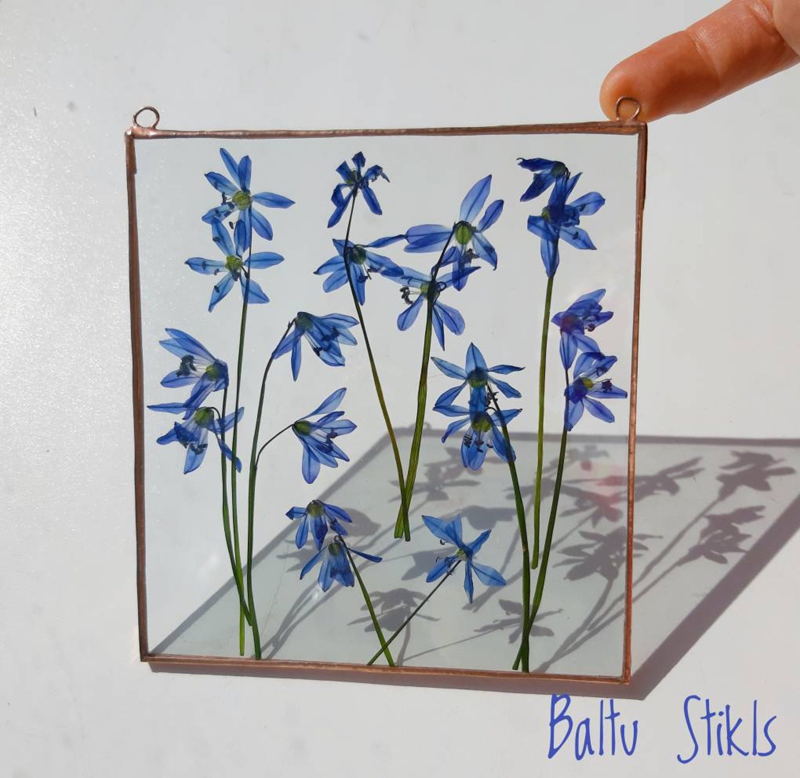 Pressed Blue Flower in Glass Frame - Herbarium Dry Plant Hanging ...