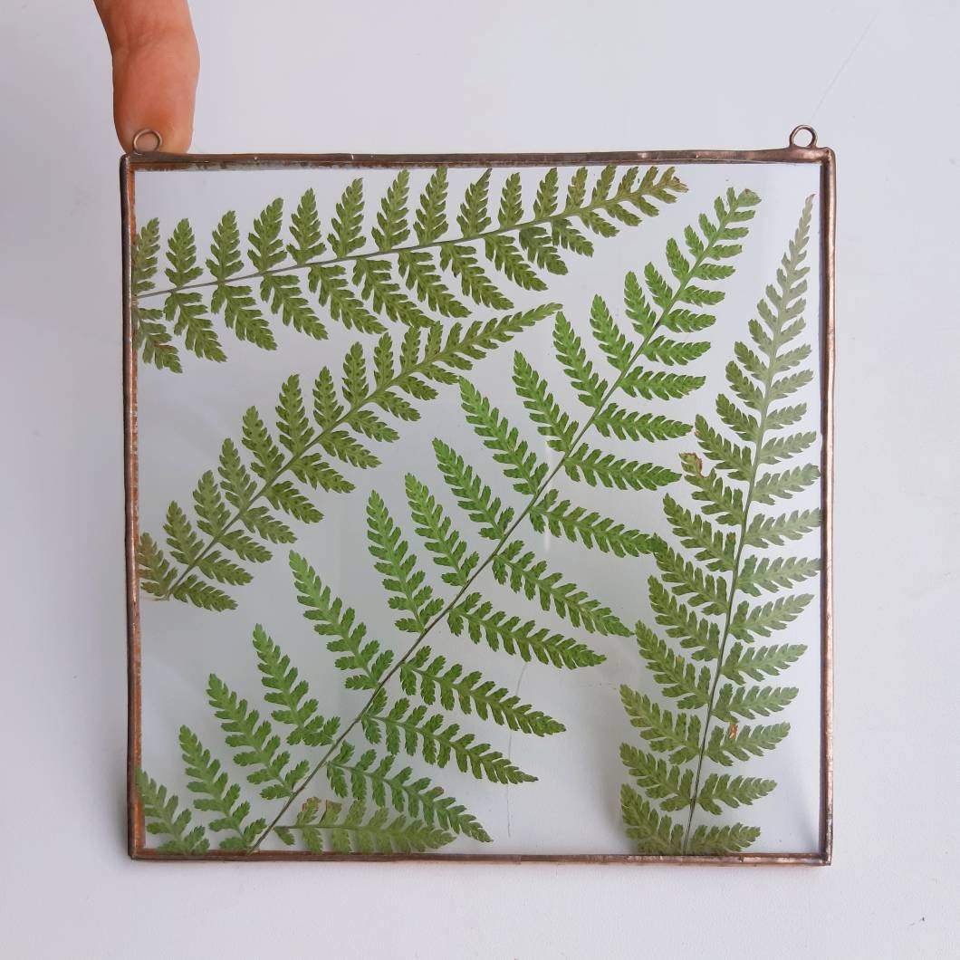 Pressed Green Fern in Glass Frame - Dried Plant Hanging, Modern Floral ...