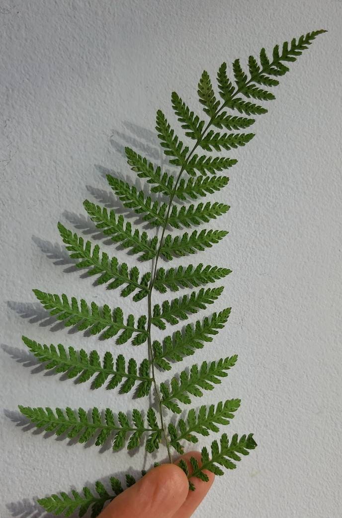 Pressed Dry Fern in Glass Frame - Dried Plant Hanging, Modern Herbarium ...