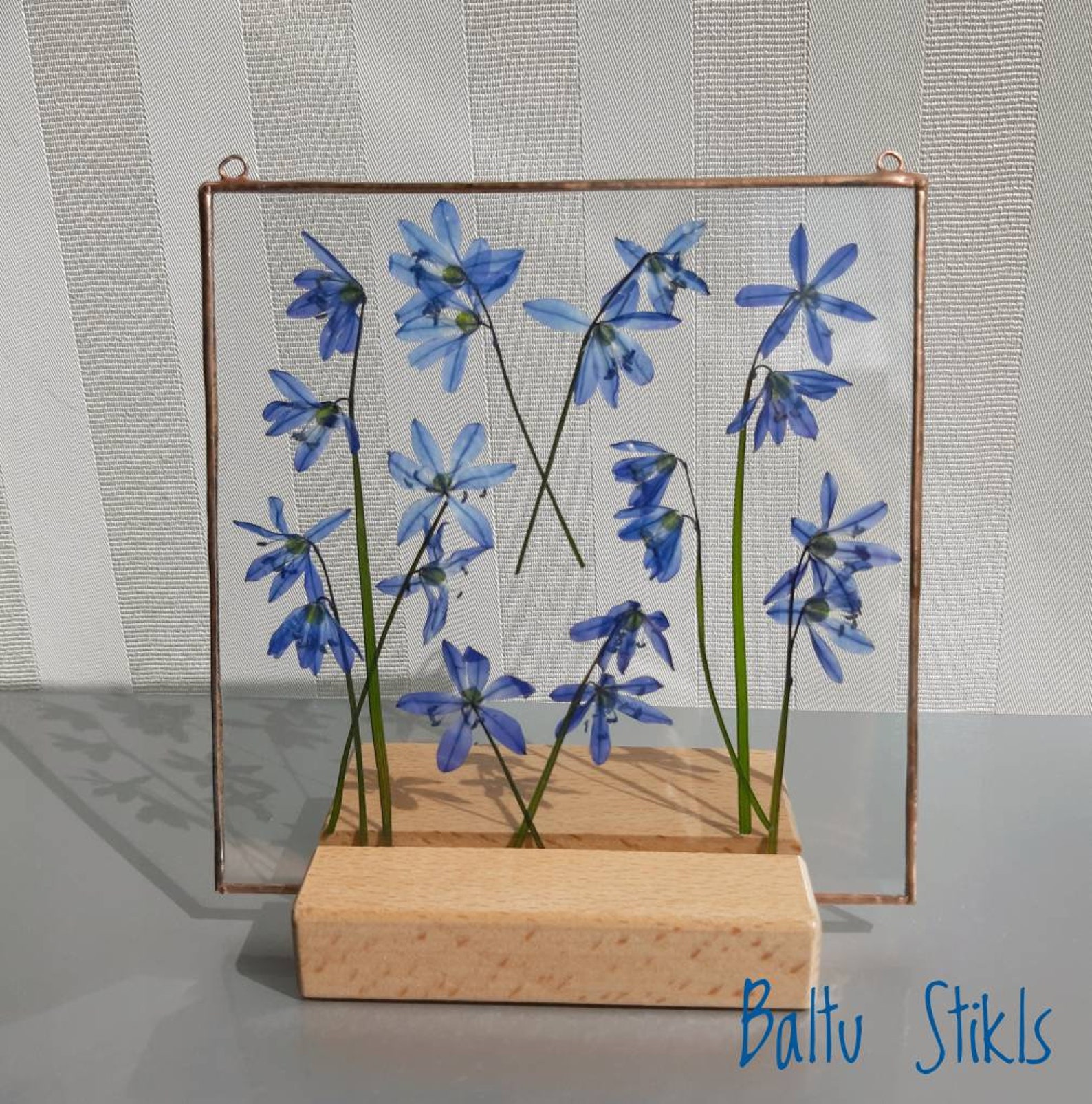 Pressed Blue Flower in Glass Frame - Herbarium Dry Plant Hanging ...