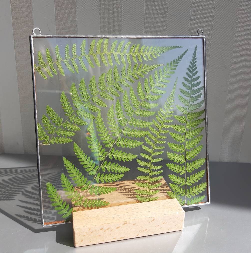 Pressed Dry Fern in Glass Frame - Dried Plant Hanging, Modern Herbarium ...