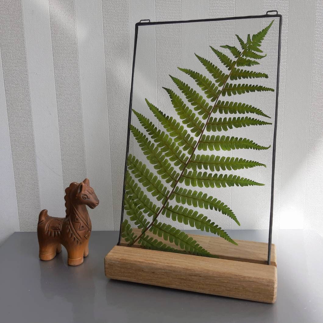Pressed Fern in Glass Frame - Dried Plant Hanging, Modern Herbarium ...