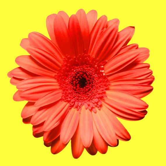 Fleur Marguerite rouge art mural décoration maison art de | Etsy