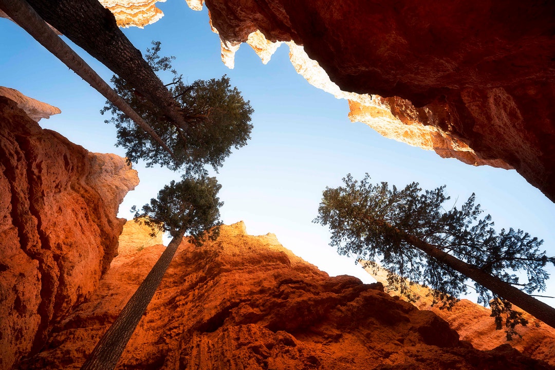 Bryce Canyon Trees, Bryce Canyon National Park, Tree Photography ...