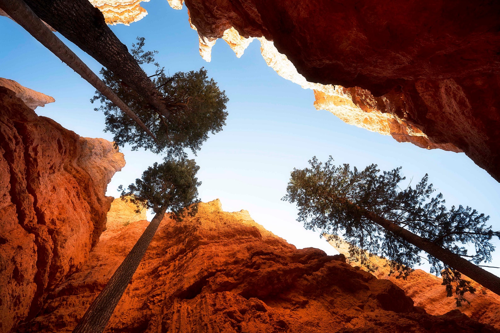 Bryce Canyon Trees, Bryce Canyon National Park, Tree Photography ...