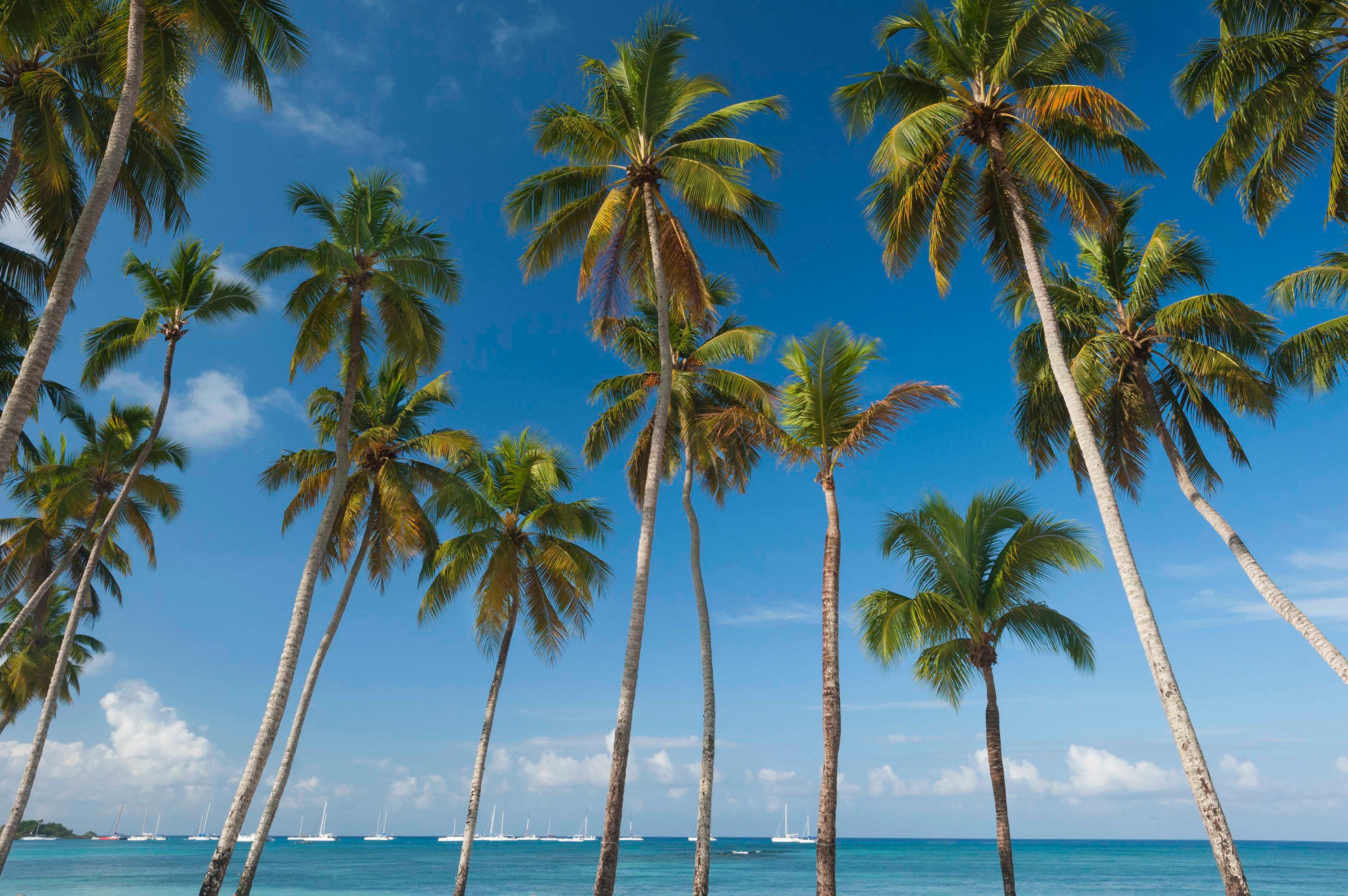 Caribbean Palms Photography, Palm Tree Photo, Photography Download ...