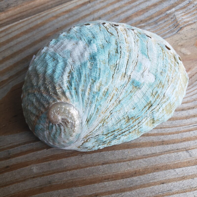 Blue Abalone Shell - Etsy