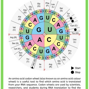 The Codon Wheel Poster A4 Download Science Poster - Etsy