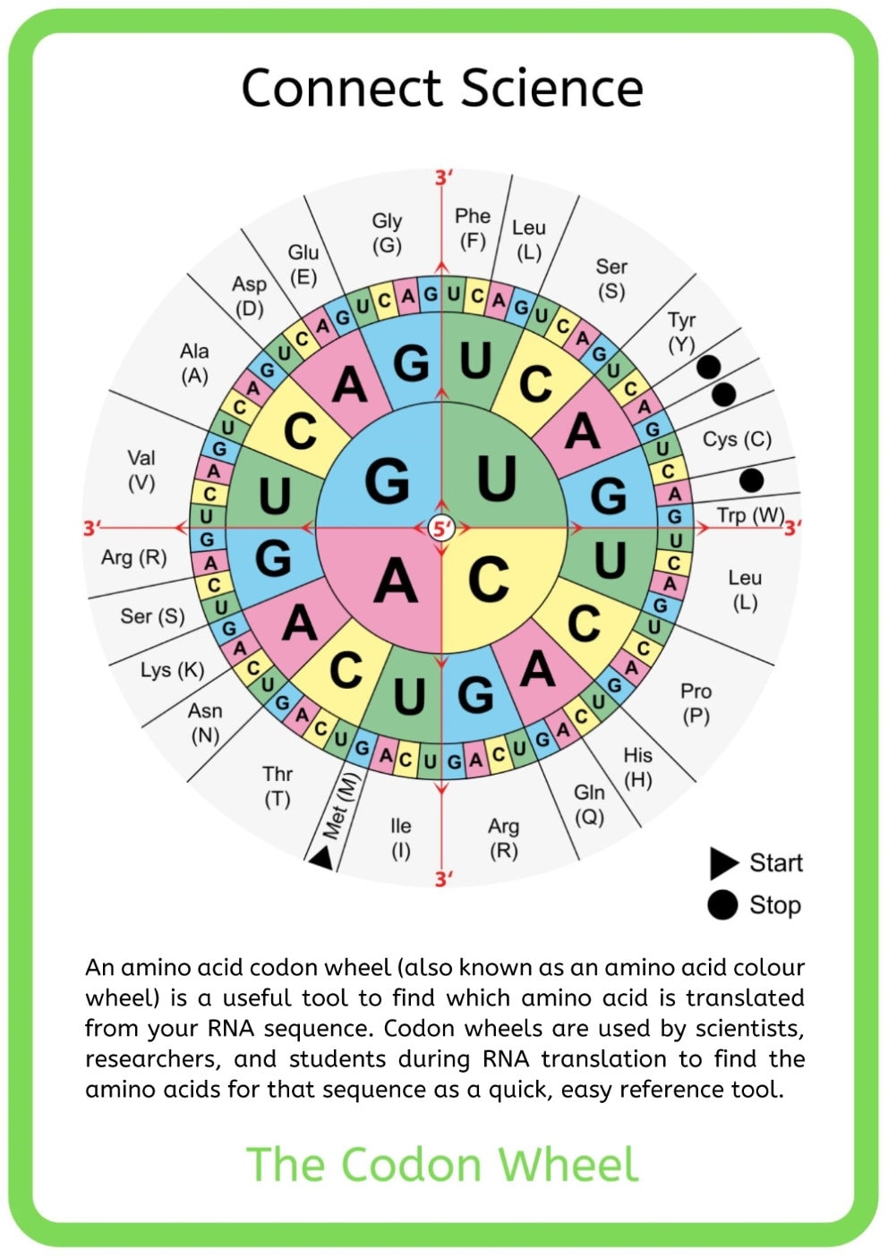 The Codon Wheel Poster A4 Download Science Poster - Etsy