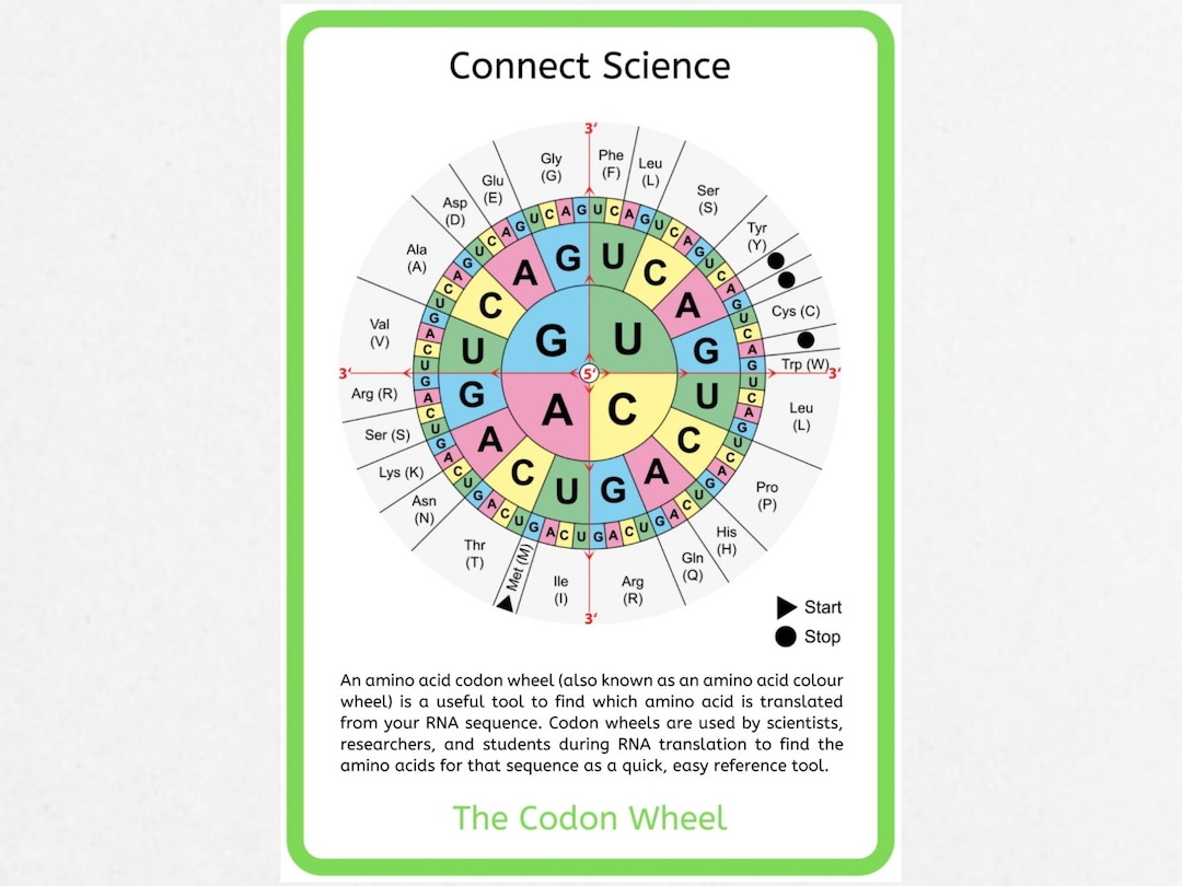 The Codon Wheel Poster A4 Download Science Poster - Etsy