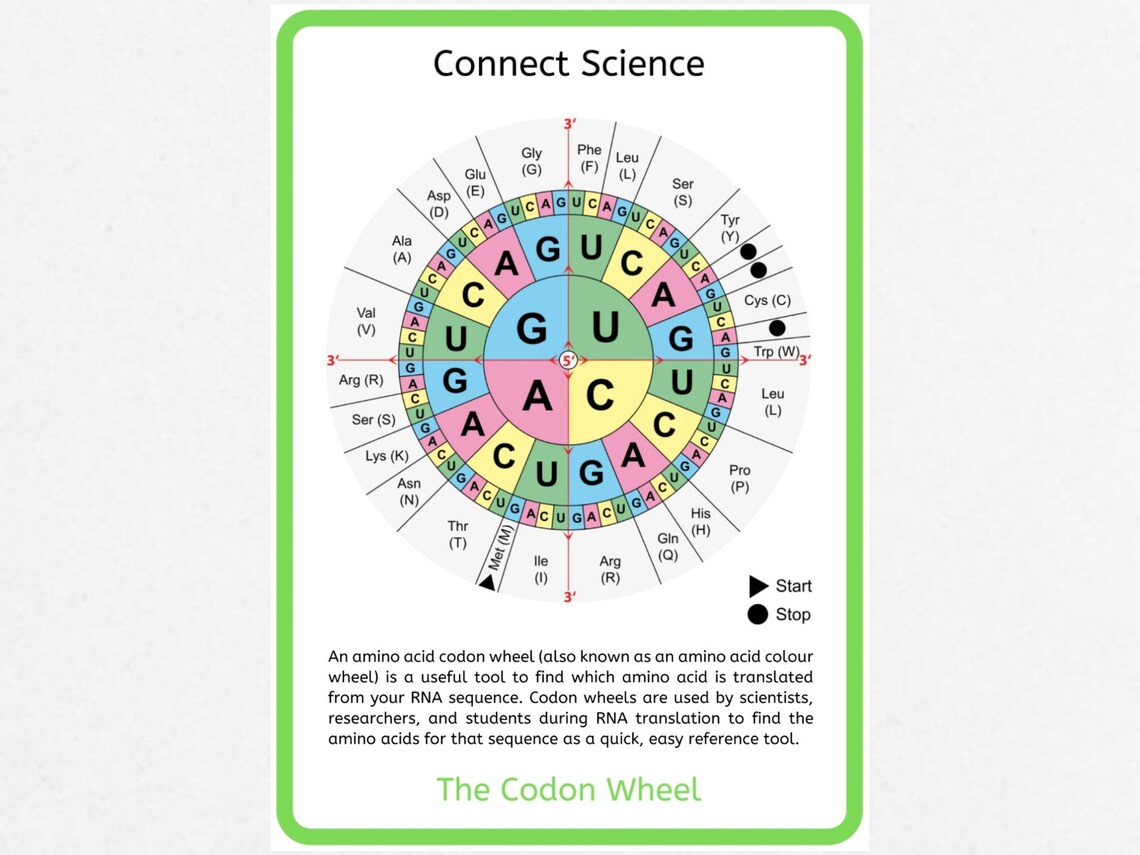 The Codon Wheel Poster A4 Download Science Poster - Etsy