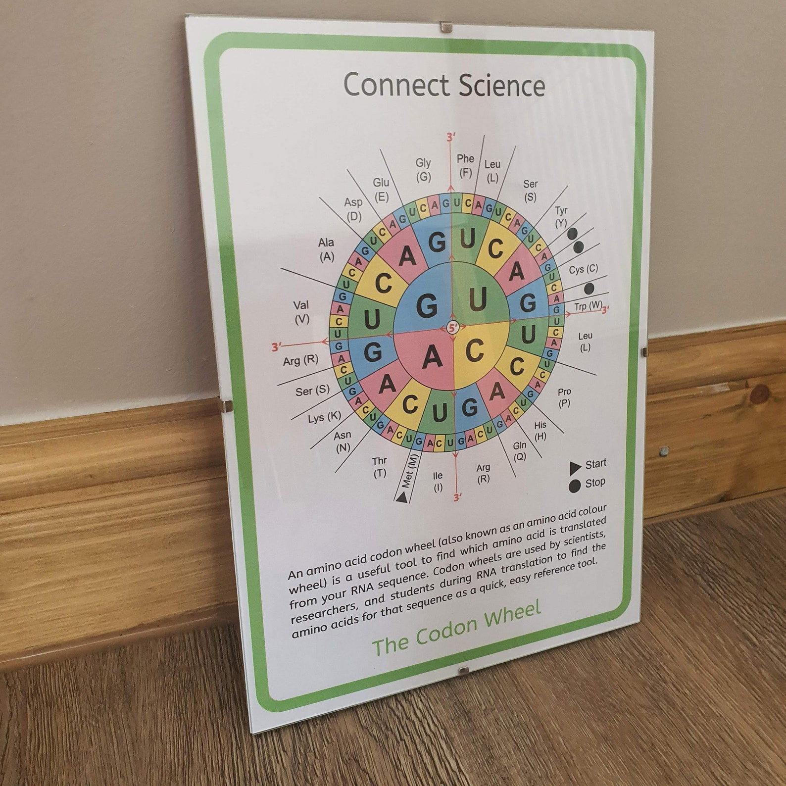 The Codon Wheel Poster A4 Download Science Poster - Etsy