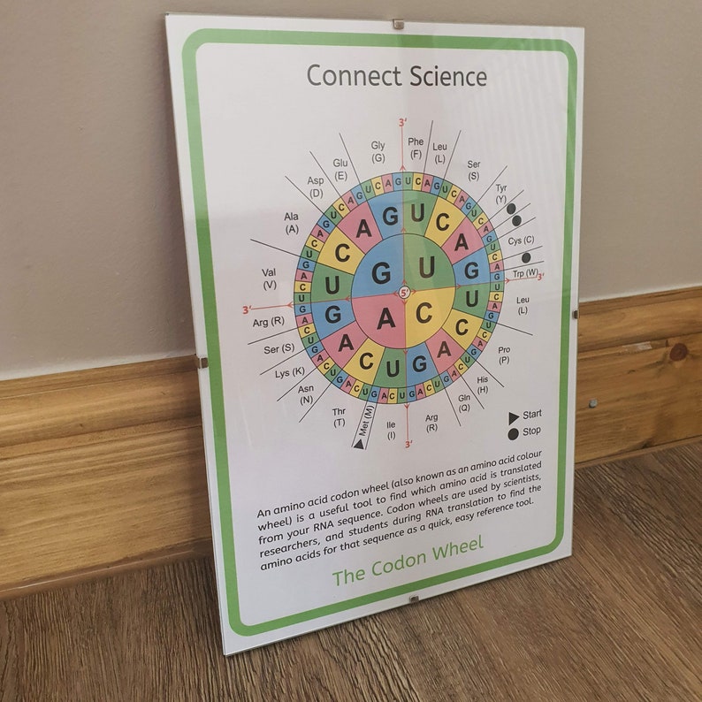 The Codon Wheel Poster A4 Download Science Poster - Etsy Hong Kong
