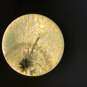 Dandelion Preserved in Sphere With or Without Light Base Paperweight. 2 ...