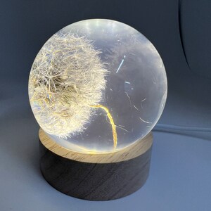 Dandelion Preserved in Sphere - With or Without Light Base ...