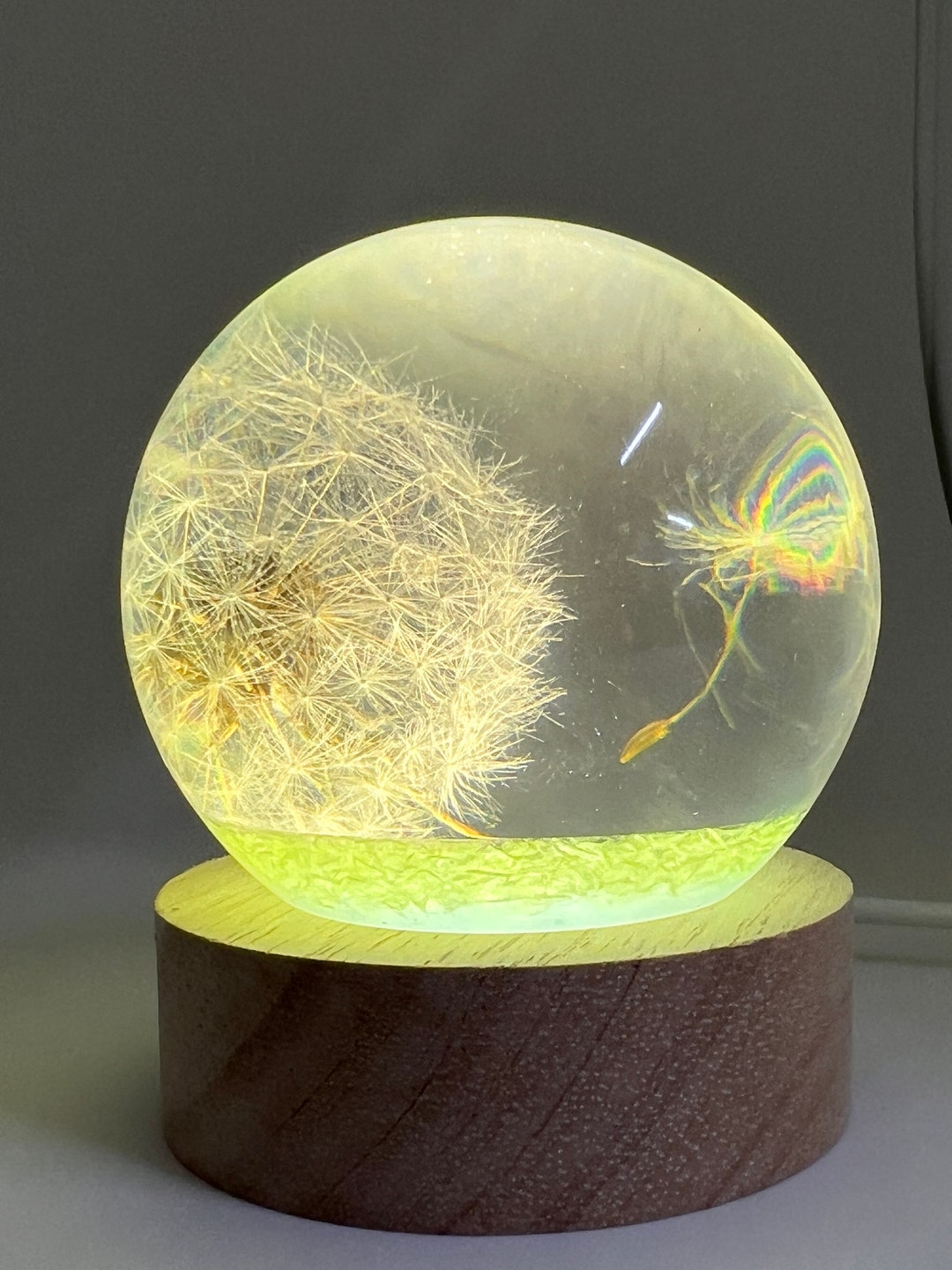 Dandelion Preserved in Sphere With or Without Light Base Paperweight. 2 ...