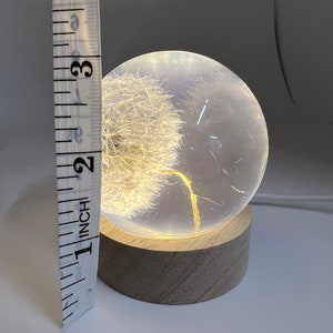 Dandelion Preserved in Sphere - With or Without Light Base ...
