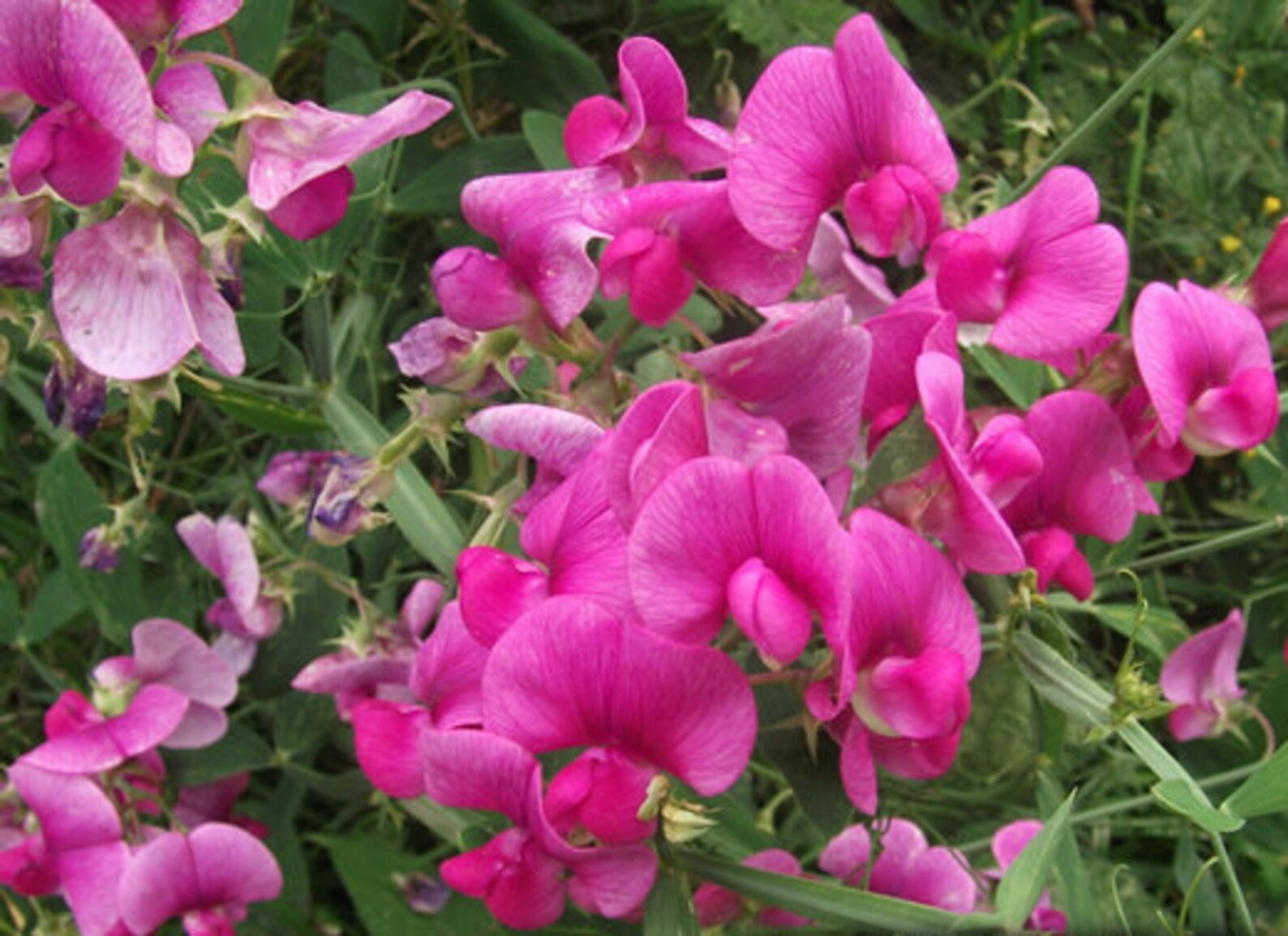 Lathyrus Latifolius Perennial sweet pea Pink Flowers 20 | Etsy