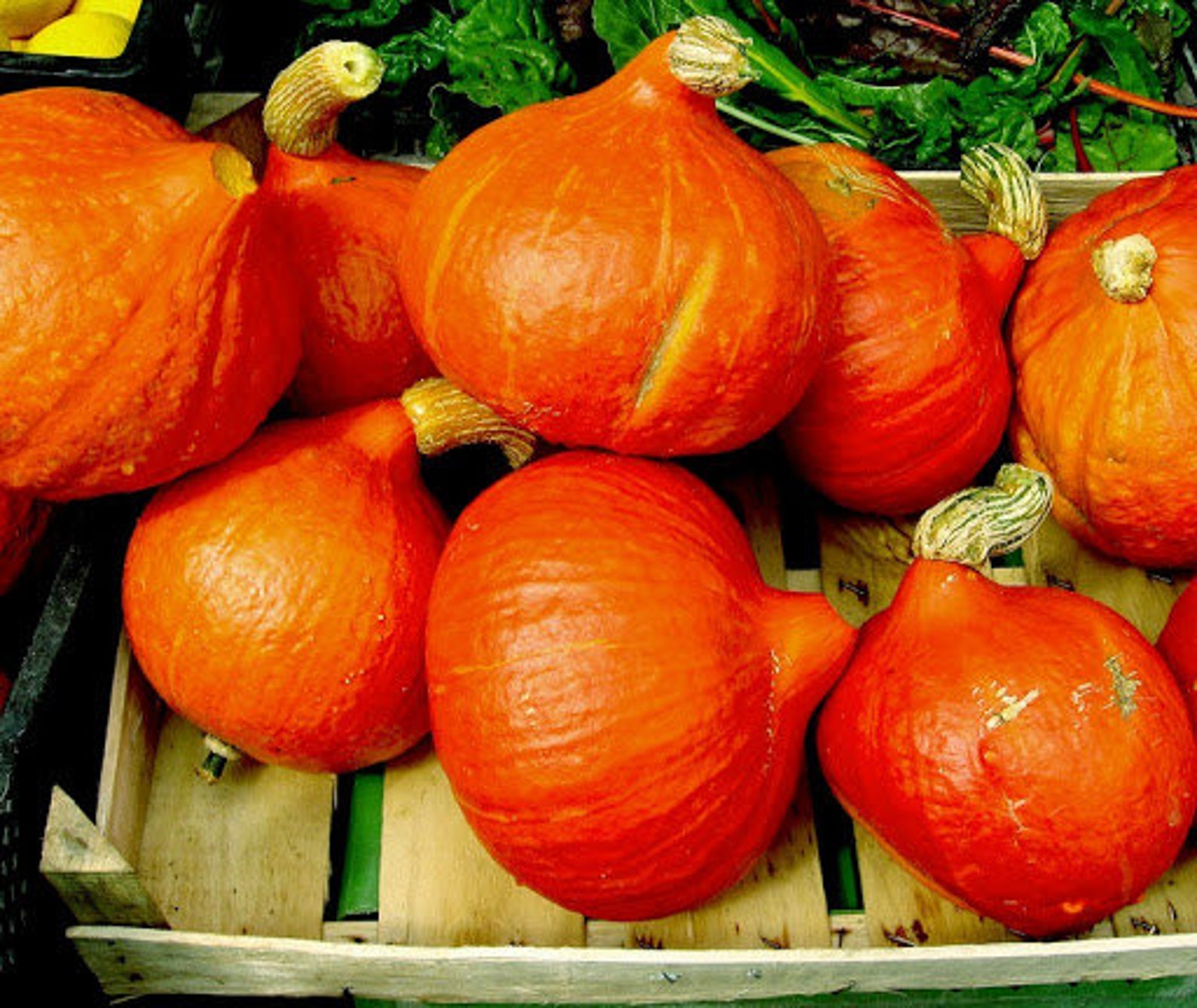 10 Seeds Hokkaido Pumpkin Hokkaido Heirloom Etsy 10-seeds-hokkaido-pumpkin-hokkaido-heirloom-etsy