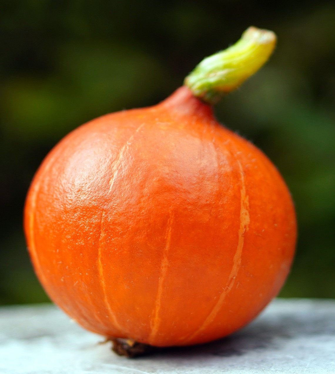 10 Seeds Hokkaido Pumpkin Hokkaido Heirloom Etsy 10-seeds-hokkaido-pumpkin-hokkaido-heirloom-etsy