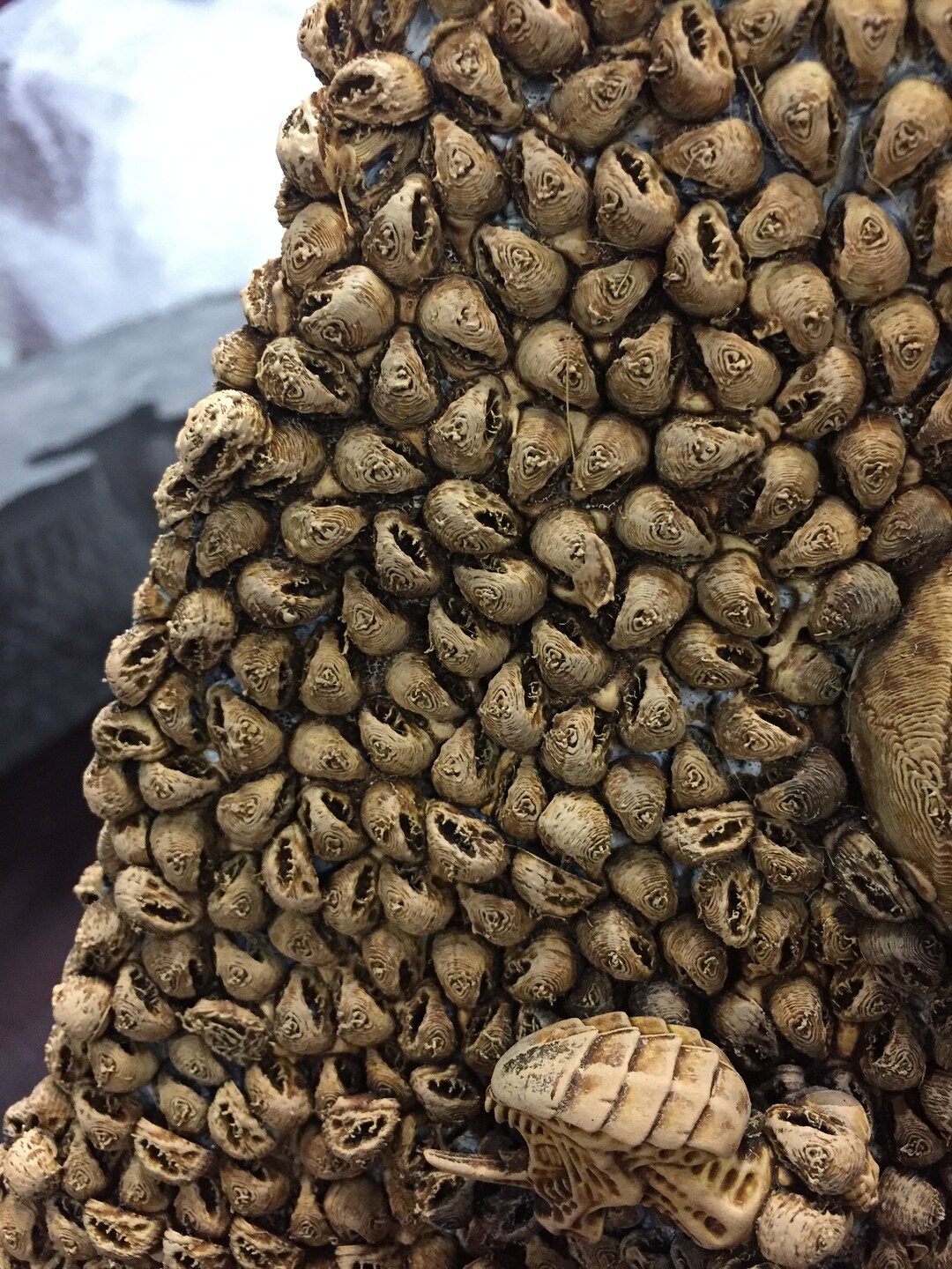 3D Printed Alien Skulls - Etsy