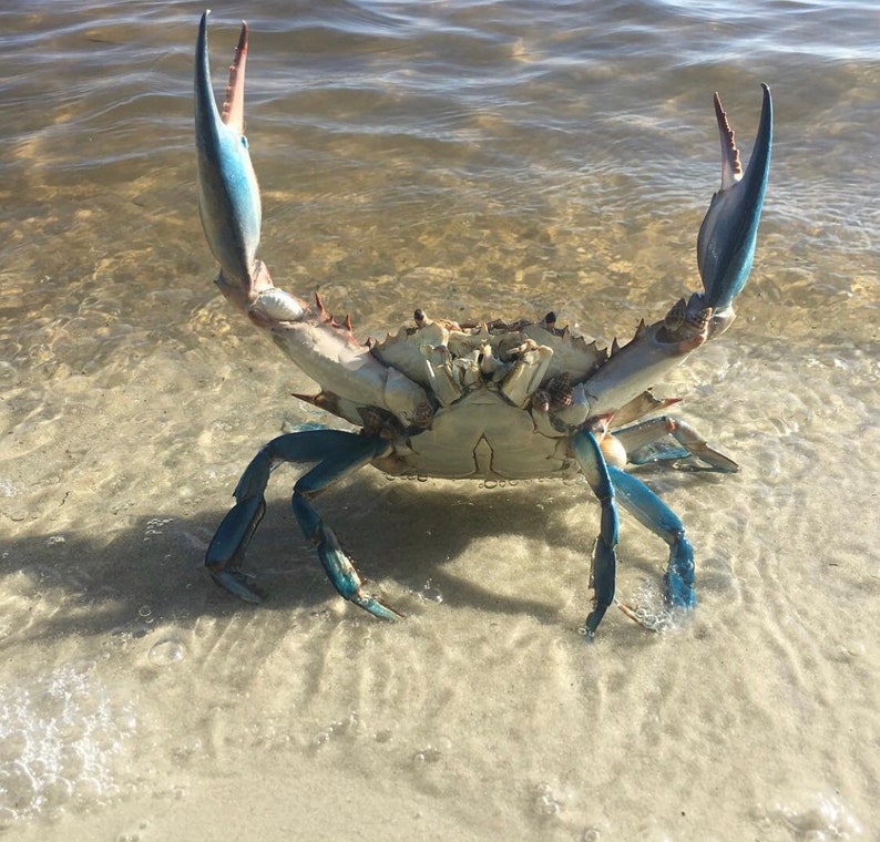 Real Blue Crab attacking taxidermy mount | Etsy
