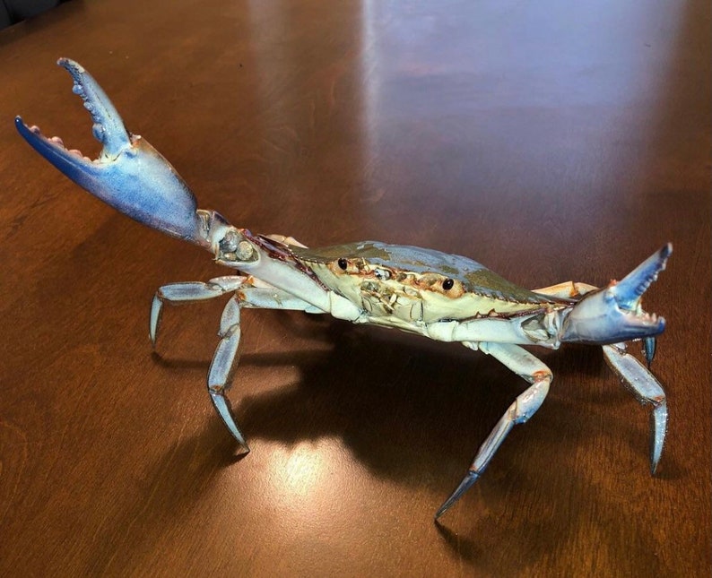 Real Blue Crab attacking taxidermy mount | Etsy