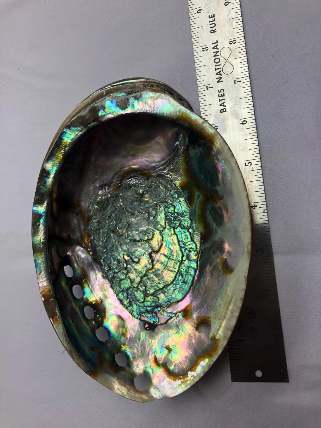 Vintage Collectible Jumbo Green Natural Abalone Shell, No Chips, No ...