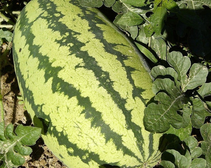 75 Pound Carolina Cross Watermelon Seeds Massive Prize Winning Melons ...