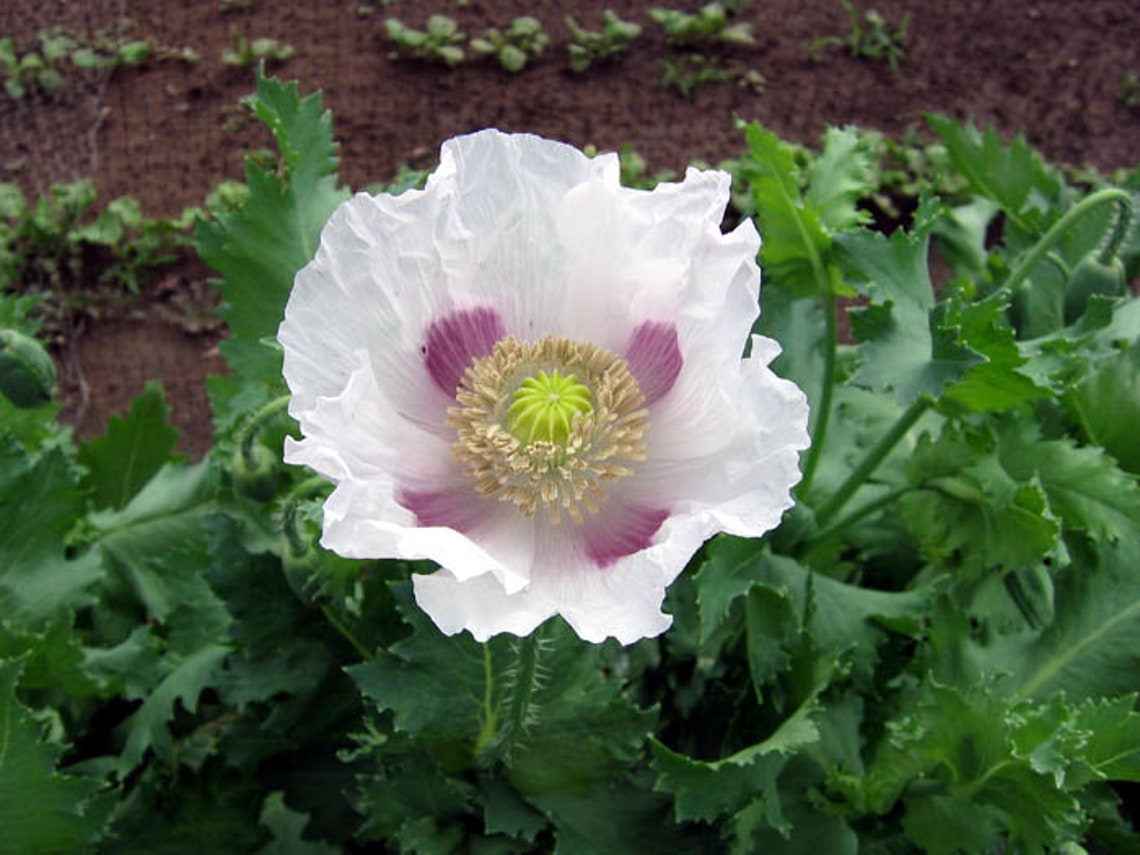 Pepperbox Poppy Seeds an Heirloom Favorite With Longer Bloom | Etsy
