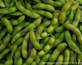 Midori Giant Edamame Seeds - Heirloom Seeds, Organic Soybean, Japanese ...