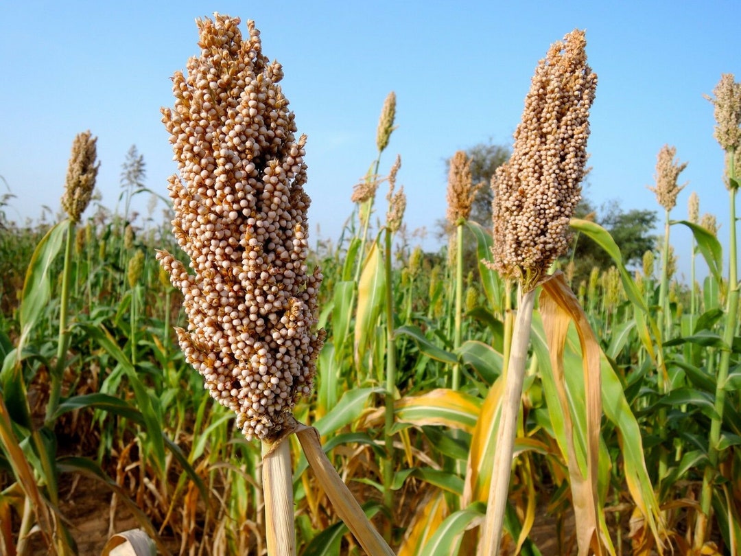 White Grain Dwarf Sorghum Seeds: Super Fast Growing, Heirloom Variety ...
