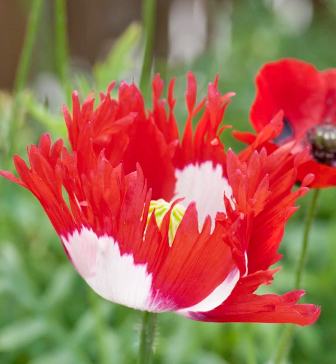 Danish Flag Poppy Seeds - Etsy