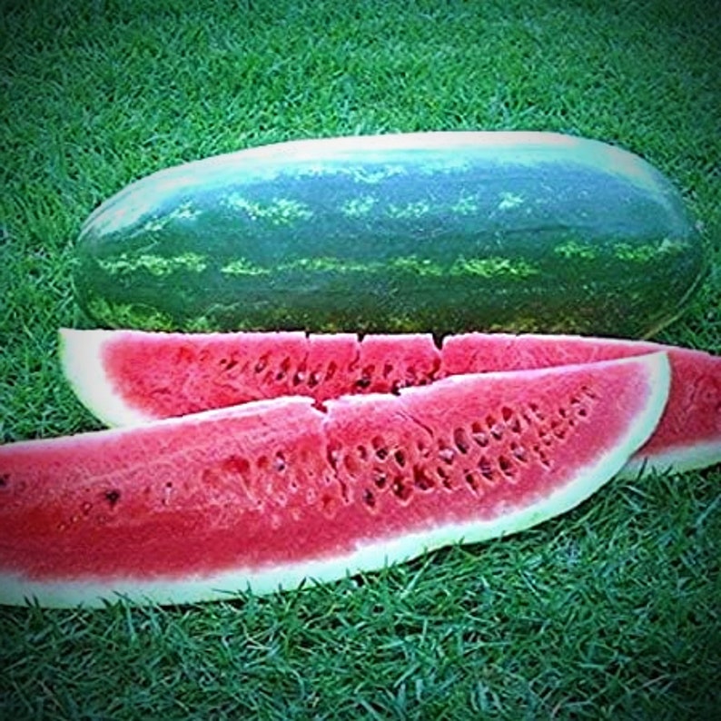 15 Congo Watermelon Seeds - a Larger Super Sweet Heirloom Melon - Etsy