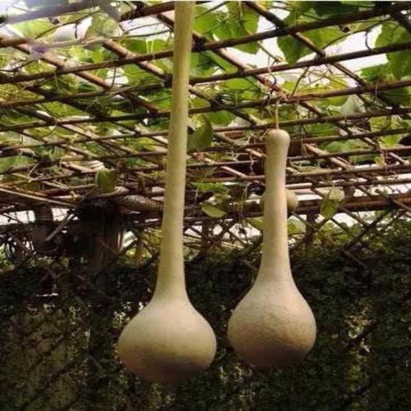 Long Handle Dipper Gourd Seeds Fun to Grow - Etsy